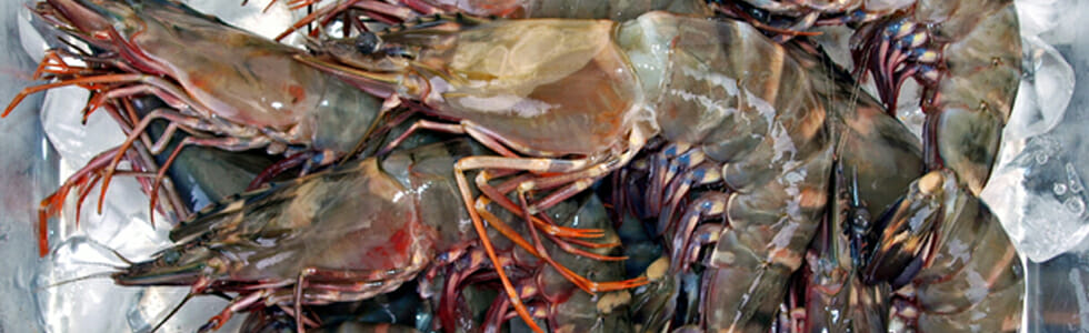 Market Report: December 5, 2011 | Fruge Seafood Company