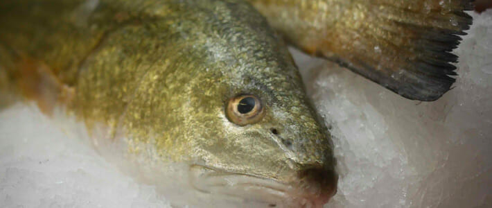 Redfish Wholesale